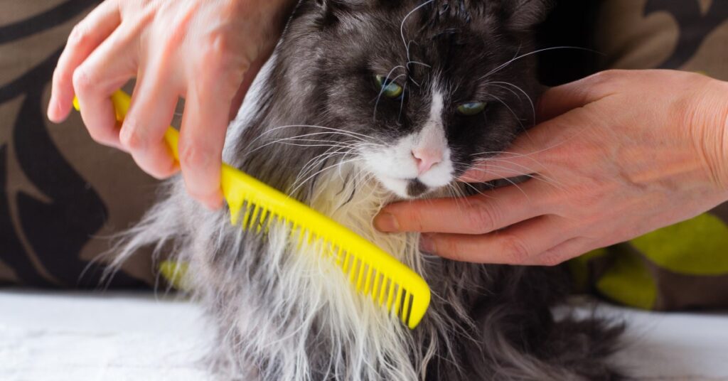 Grooming Tips for Long-Haired Cats – Quizuts